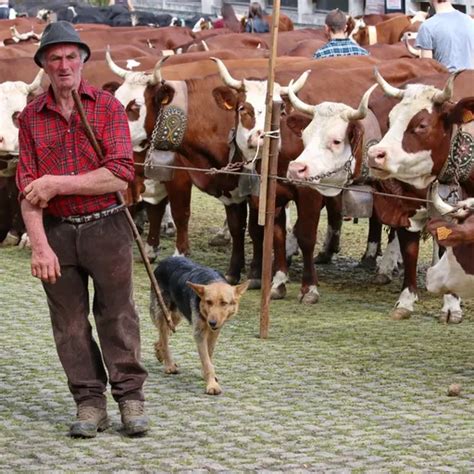 Lesposizione Della Pezzata Rossa A Pollone Le Foto Più Belle Attualità