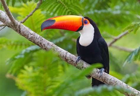 Toco Toucan Alchetron The Free Social Encyclopedia