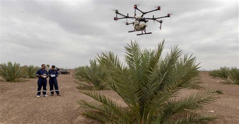 Oman Pollinating Date Palms With Ai And Drones
