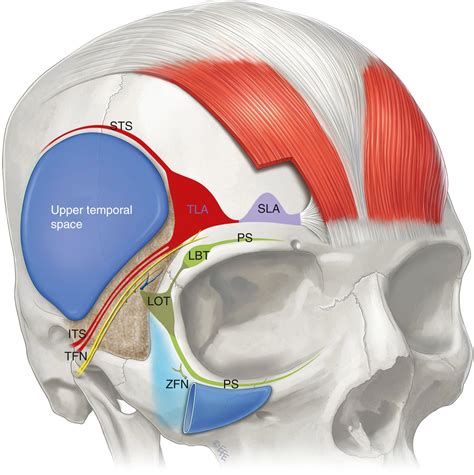 Facial Aging And Anatomy Of The Facial Nerve Clinical Tree