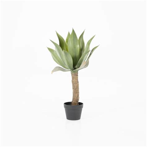 Agave On Stem Small Moba
