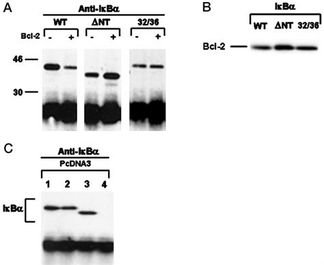 The N Terminal Domain Of Ib Is A Target For Bcl 2 Mediated Degradation Download Scientific