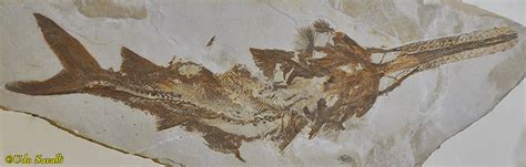 Virtual Museum Ray Finned Fishes