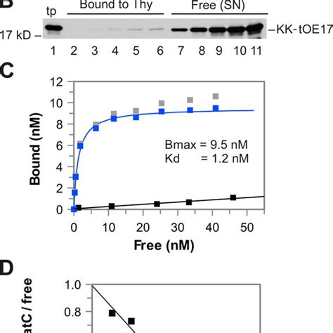 Binding Saturation Assay With Thylakoid Membranes A Increasing