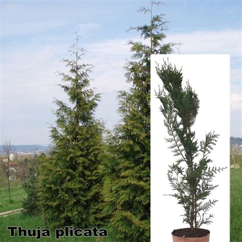 Thuja Plicata