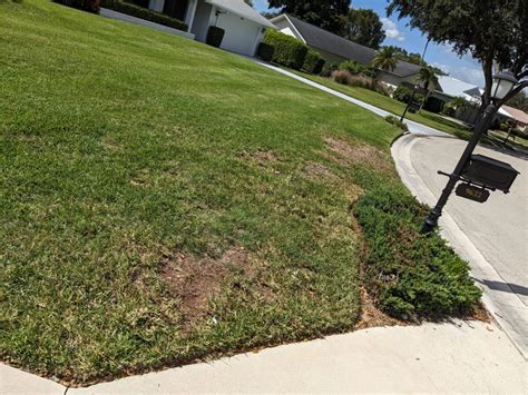 Lawn Patch Repair Services In Florida Sunshine Sod