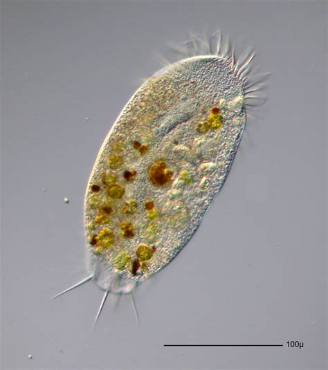 Fotos Gratis Hoja Insecto Biología Invertebrado Protista