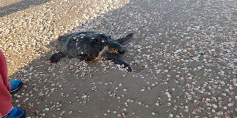 זה שוב קרה נפלט צב ים חי לחוף ראשון לציון צפו בתיעוד השקמה ראשון לציון