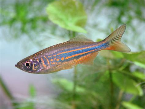 7 Most Common Danio Fish For Your Aquarium