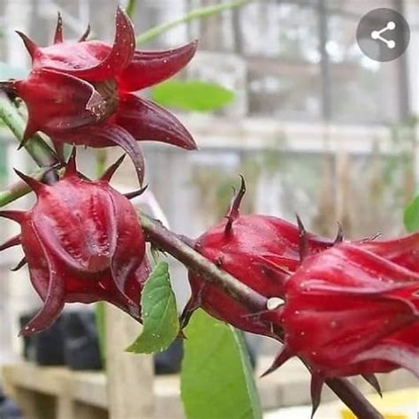 Vivero Vargas Planta De Saril En 5 Estamos La época