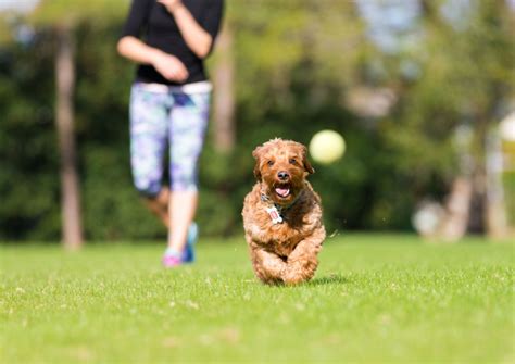 How Physio Helps Dog Walkers Tackling Aches Stiffness And Strain