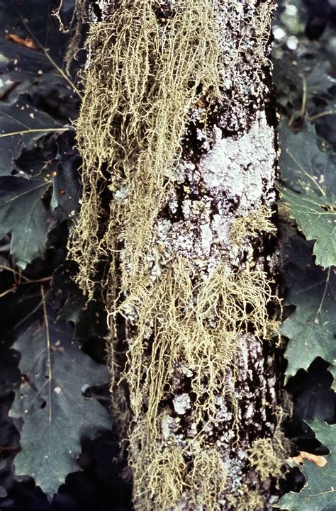 Beard Lichen Description Genus Major Species Uses And Facts