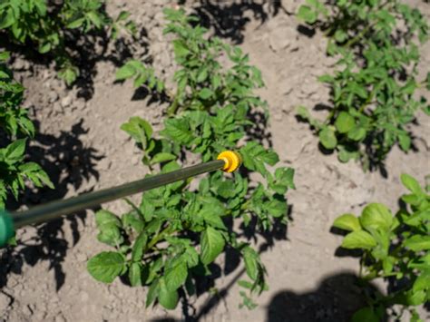 Capina Química Rio De Janeiro Dedetizadora Rj