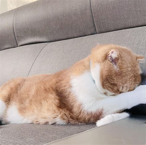 雪碧x可樂x芬達喵 嗨大家好，我是前天去結紮然後昏睡了6個小時把葳葳嚇得整晚不得安眠的可樂。 經過一整晚的昏睡，完全清醒以後第一件事是找飯