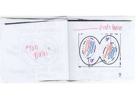 Cell Cycle And Microscope Notes Ppt