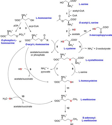 Sulfur Incorporation Into Biomolecules Recent Advances Pmc