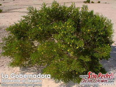 La Gobernadora Planta Que Sobrevive Al Desierto San Pedro De Las Colonias Coahuila México