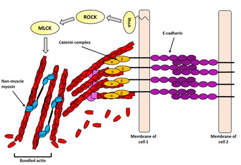 Dynamics Of The Actin Cytoskeleton At Adhesion Complexes