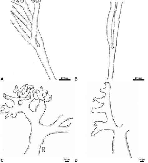 Udotea Unistratea A B Blade Shipons C D Stipe Siphons Download