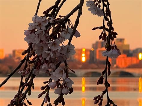 Cherry Blossoms Are Probably About A Week From Peak Bloom In Dc The