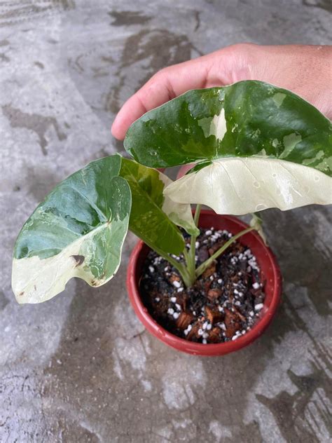 String Of Turtles Live Plant Alocasia Appaloosa Gold Live Plant Rare