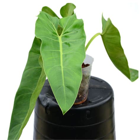 Philodendron Maximum Live Plant Vgr Gardens
