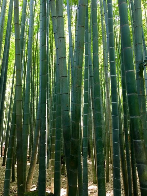 Japanese Bamboo Plants For Landscape