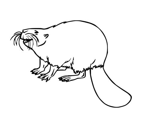 Ausmalbilder Biber Coloringlibcom Kostenlos Malvorlagen Zum Ausdrucken