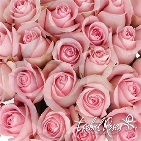 Jessica Light Pink Rose Trebolroses