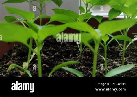 Tomato Sapling Stock Videos And Footage Hd And 4k Video Clips Alamy