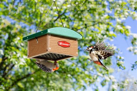 Bird Feeder Setup And Placement A Comprehensive Guide