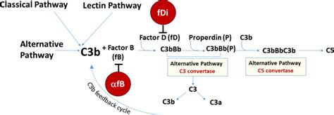 Minimal Role For The Alternative Pathway In Complement Activation By