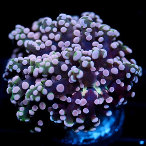 Jc Pink Tip Octo Jersey Corals