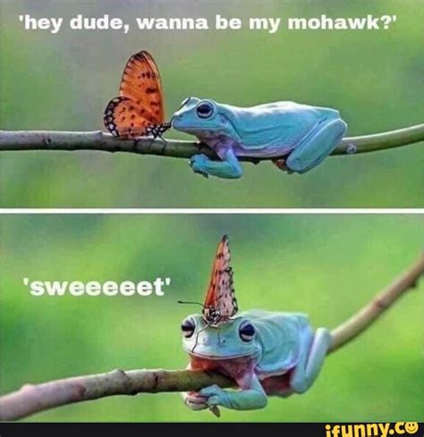 Hey Dude Wanna Be My Mohawk Ifunny