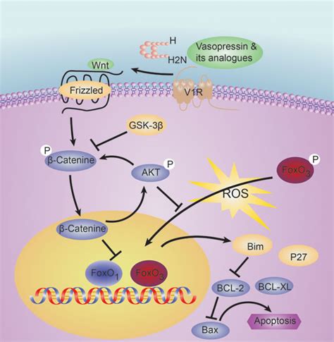 Signaling Through Hepatocyte Vasopressin Receptor 1 Protects Mouse