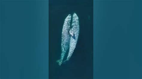 Blue Whale Mating Youtube