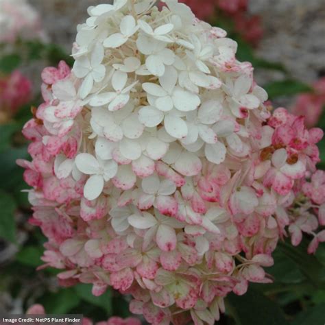 Hydrangea Paniculata Vanilla Strawberry 2 Container Mahoneys