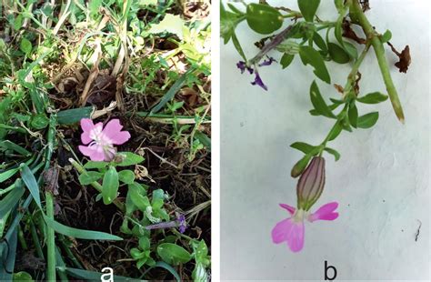 A Silene Pendula L Found On 29052021 In The Area Of Gelemenovo Download Scientific Diagram