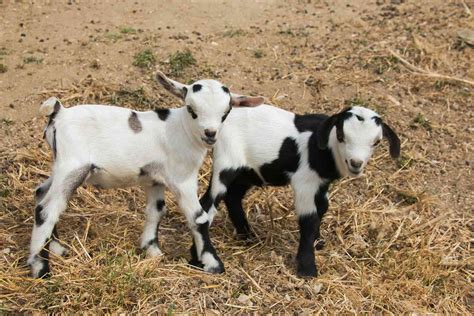 8 Types Of Goat Breeds