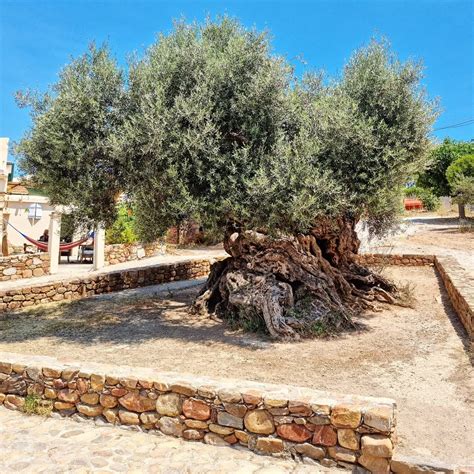 The Olive Tree Of Vouves Cretes 4000 Year Old Living Legend Greek