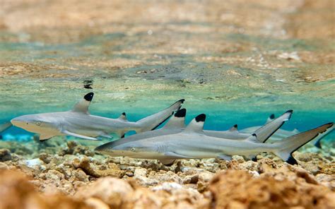 Caribbean Reef Shark Habitat