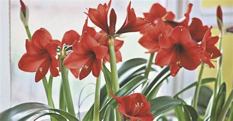 Gardening With Micki Master Gardener Explains How To Care For