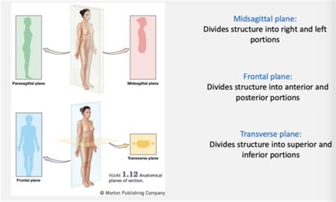 Anatomy Lab Midterm Flashcards Quizlet