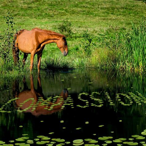 Compassion Circle Barn