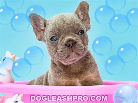 Isabella French Bulldog Isabella Frenchie Complete Guide Dog Leash Pro