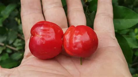 Mudas Enxertadas De Acerola Gigante Produzindo Muito Frutos Doces E