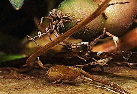 Planthopper Vs Leafhopper Key Differences And Identification Tips Whats That Bug