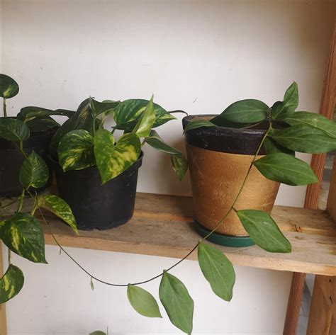 Gave My Mom A 1 Node Cutting A Few Months Ago Here It Is Now Along