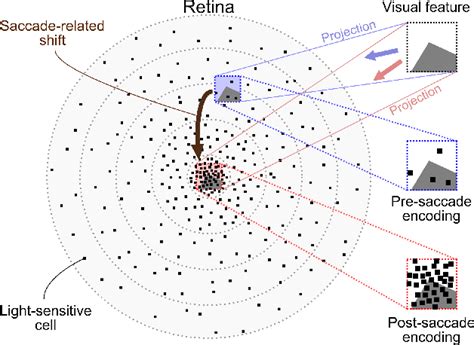 Autonomous Grounding Of Visual Field Experience Through Sensorimotor Prediction
