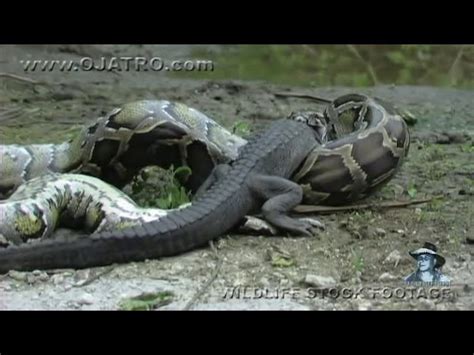 Python Eats Alligator 02 Time Lapse Speed X6 Video Dog Blog